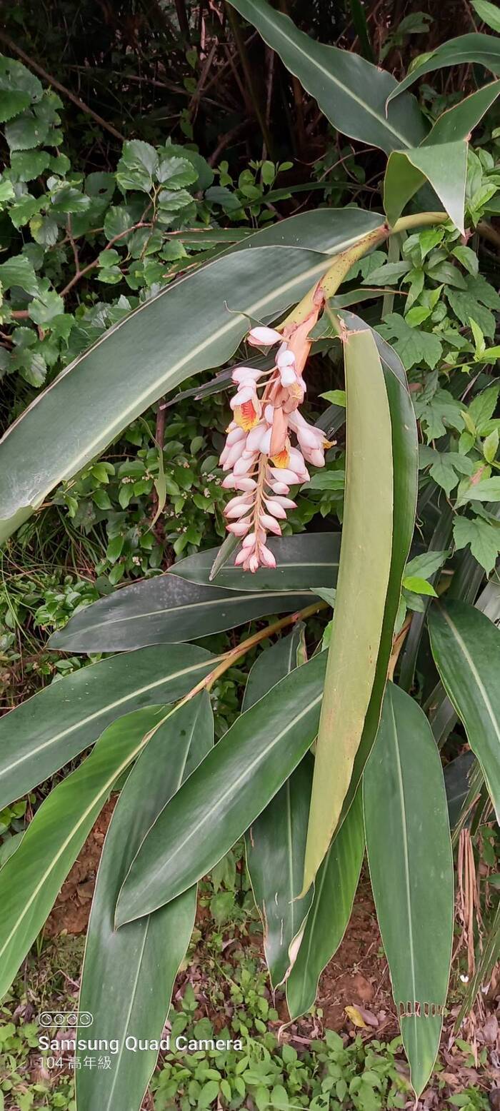 [離線地圖教學][砲台巡禮2]健行筆記《百大步道-槓子寮步道+小百岳-槓子寮山》撿寶趣|台北市景點|104高年級