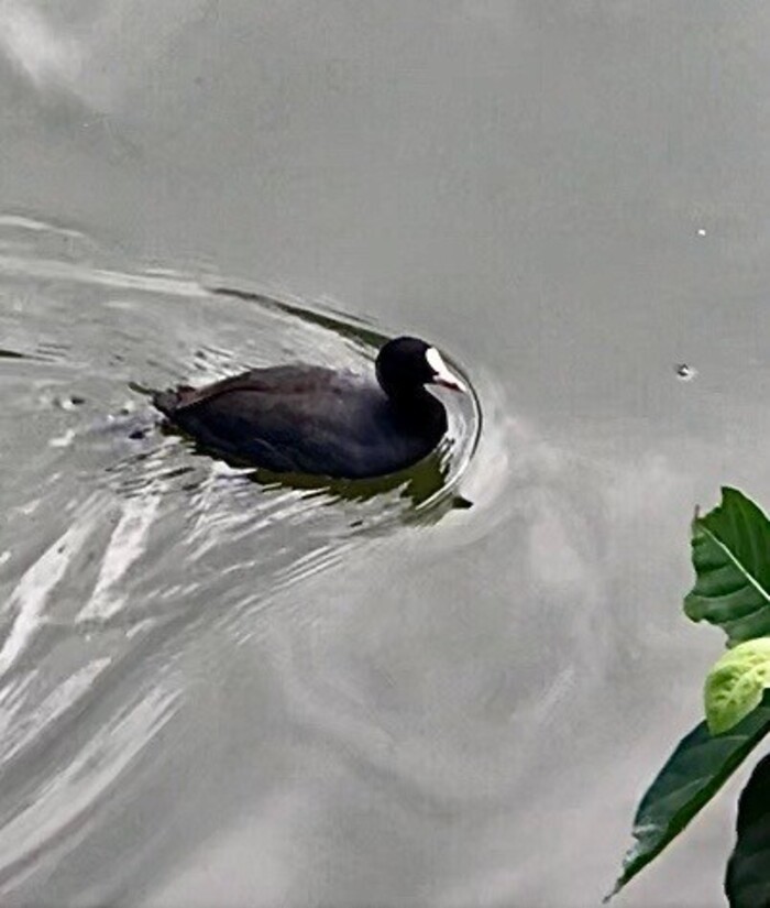 [離線地圖教學]🐲大湖七山一條龍🐲縱走+二秘境|台北市景點|104高年級