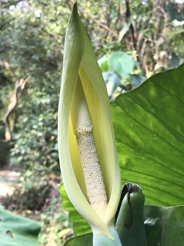 【離線地圖教學】『健行筆記任務』台北大蹤走第五段（劍潭山小百岳NO.9）（捷運劍潭站>碧山巖）撿寶拿證書趣|台北市景點|104高年級